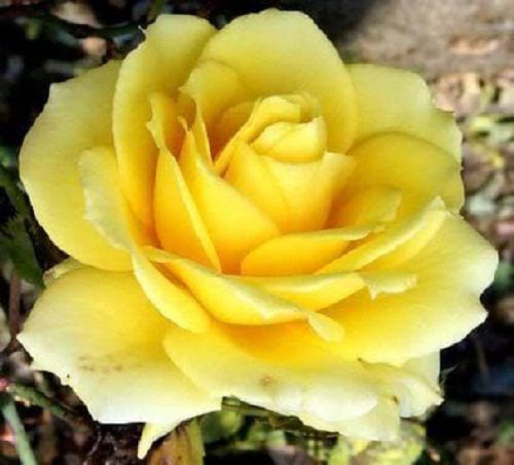 Seedville, Yellow Rose Seeds, Rosa Shrub Perennial Flower, 36-48 Inches ...