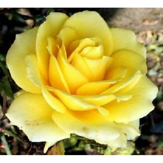 Yellow Rose Rosa Bush Shrub Perennial Flower Seeds, Pack of 5 - Walmart.com