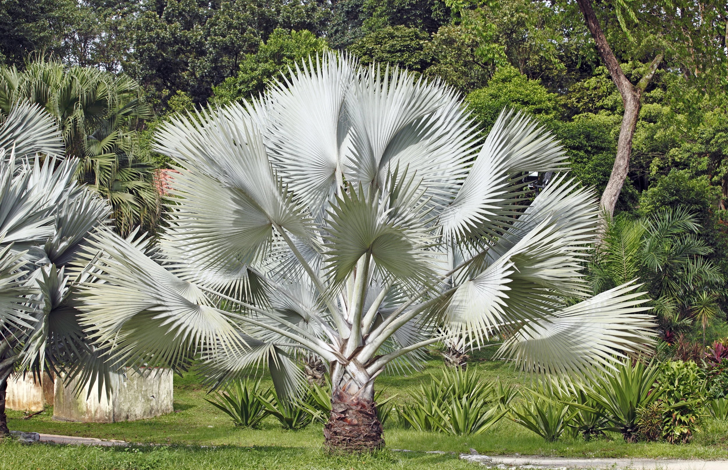 5 SILVER SAW PALMETTO Serenoa Repens American Dwarf Palm Tree Shrub ...