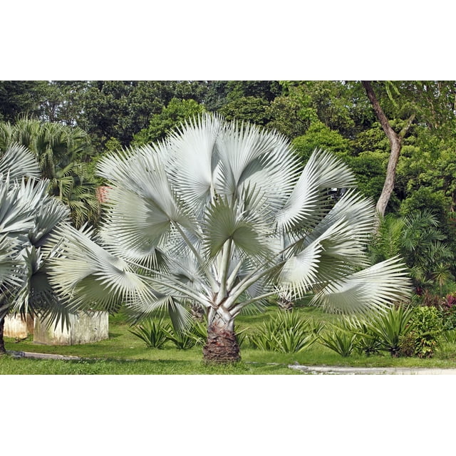 5 SILVER SAW PALMETTO Serenoa Repens American Dwarf Palm Tree Shrub ...