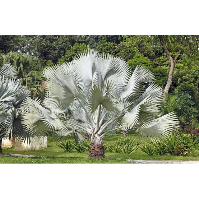 5 SILVER SAW PALMETTO Serenoa Repens American Dwarf Palm Tree Shrub ...