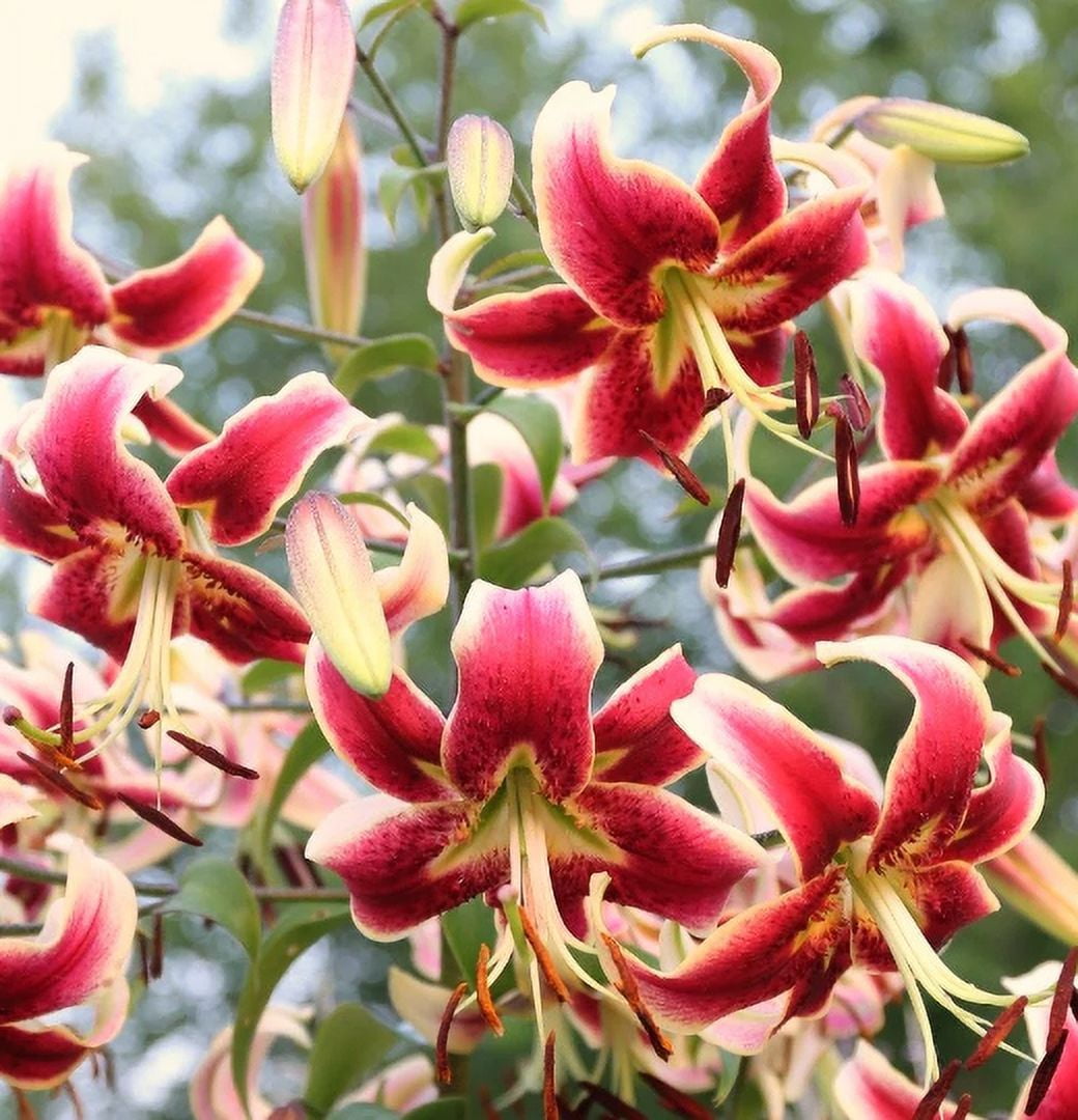 5 Scheherazade Trumpet Lily Bulbs - Walmart.com