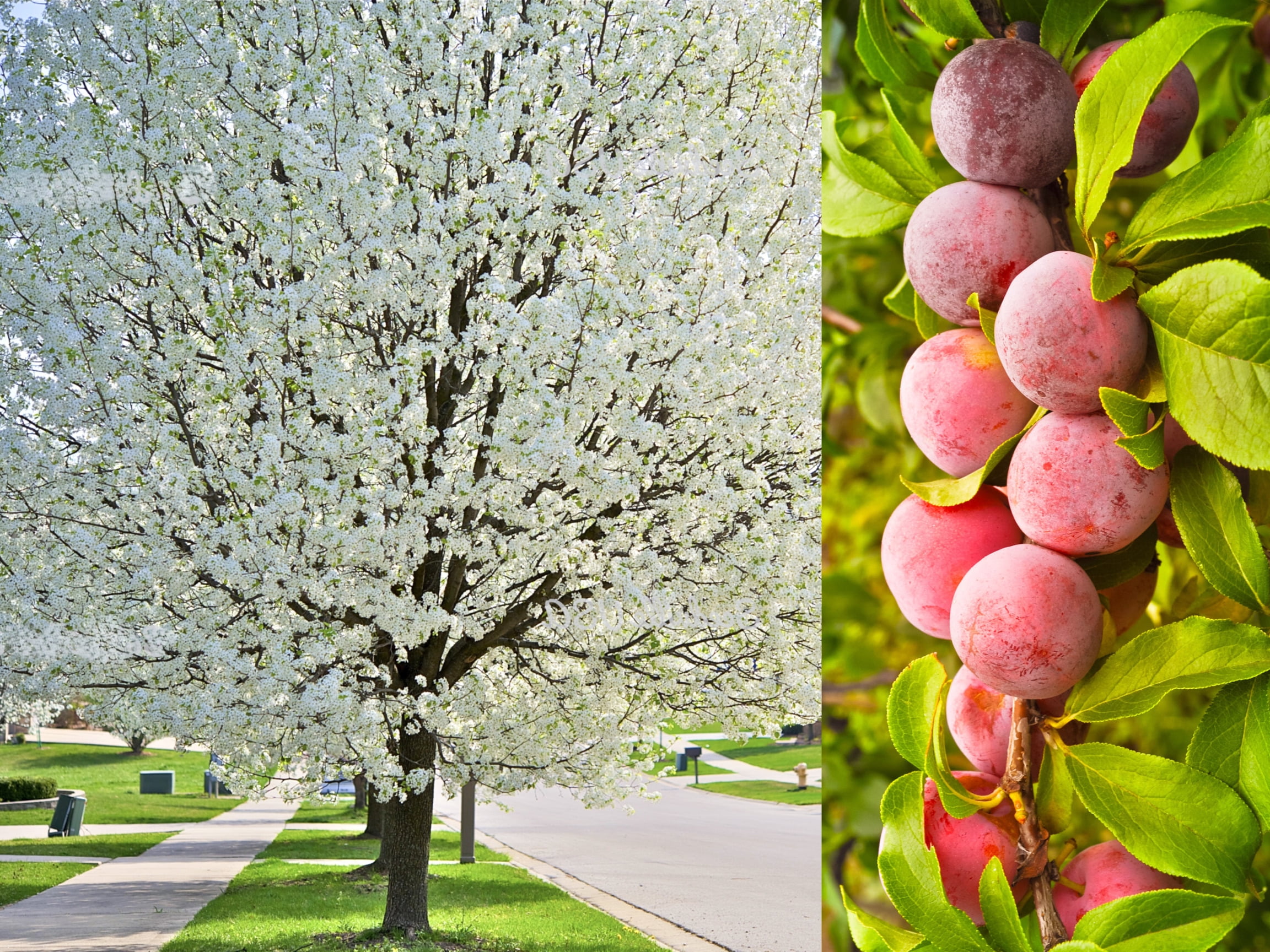 5 Seeds AMERICAN PLUM Prunus Americana Red Purple Fruit White Flower ...