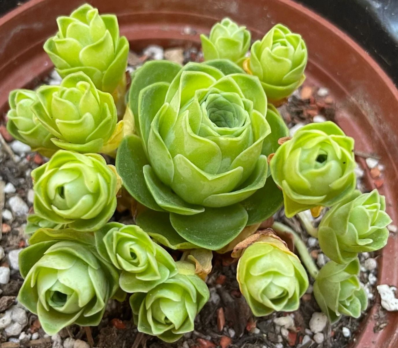 5 Seeds Aeonium Greenovia Aurea Mountain for Planting, Rare Succulent ...
