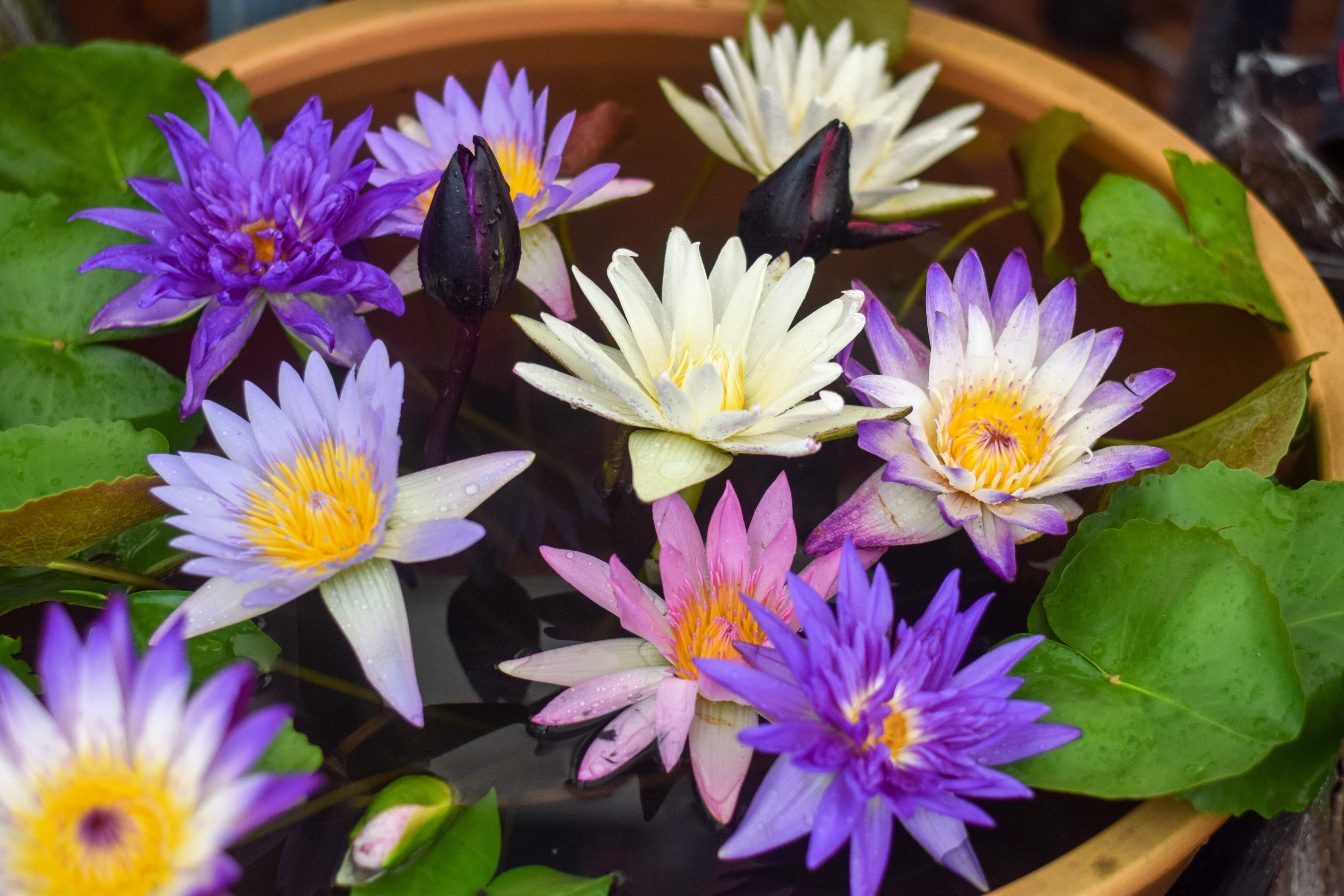 5 * Seeds BOWL LOTUS Mixed Colors Dwarf Nelumbo Nucifera Aquatic Flower ...