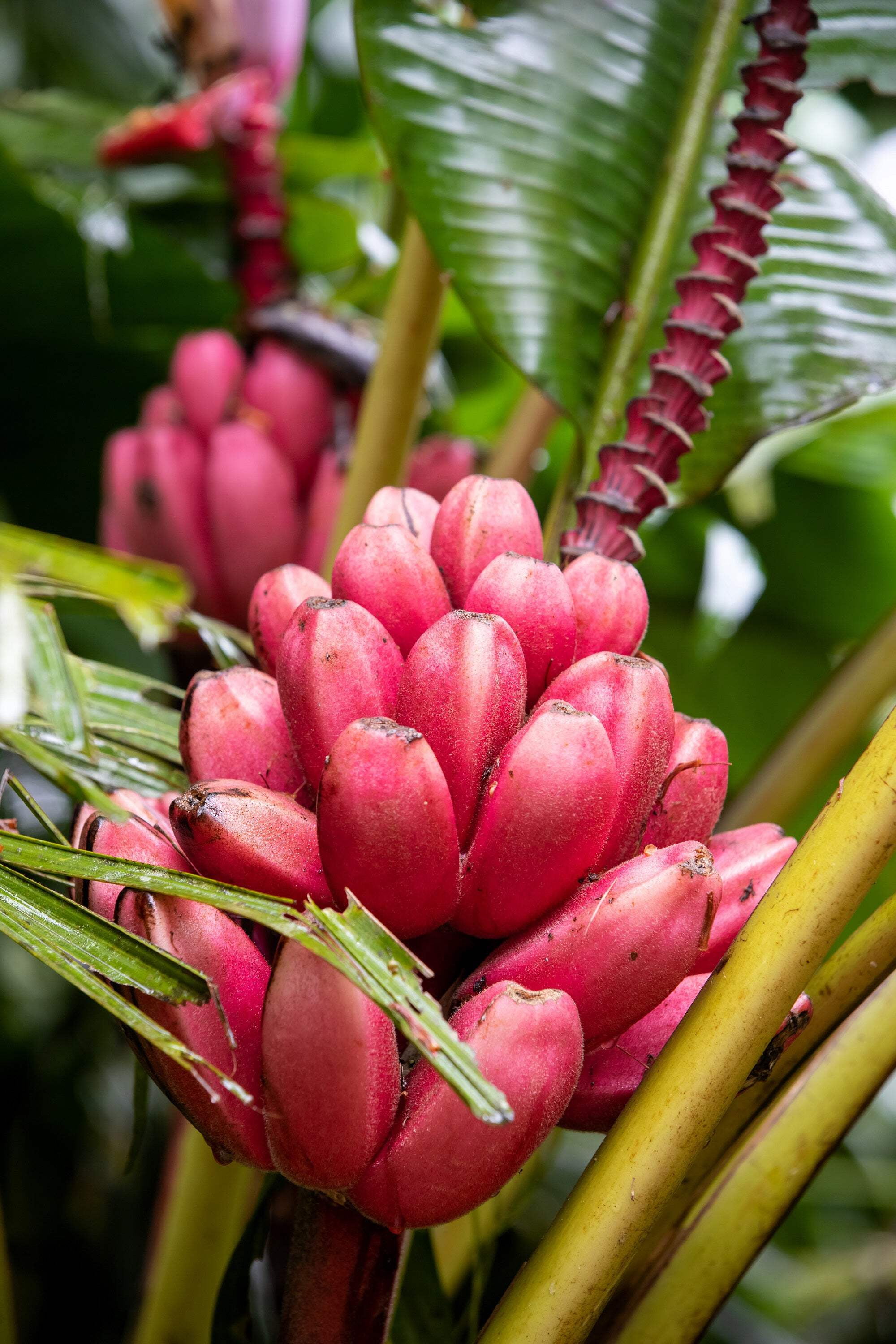 5 * Seeds DWARF PINK BANANA Velvet Musa Velutina Flowering Fruit Tree ...
