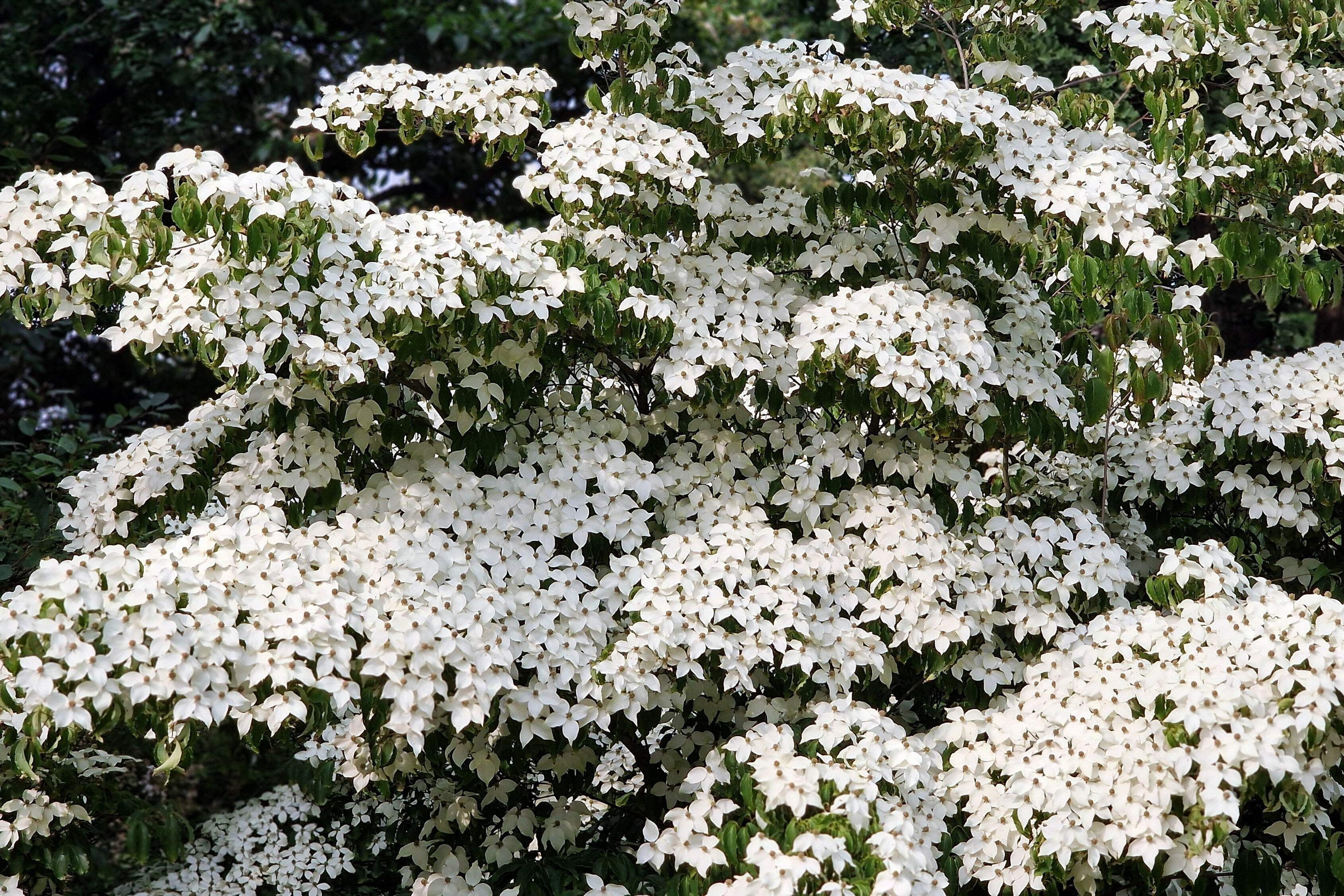 5 Seeds Flowering WHITE KOUSA DOGWOOD Cornus Kousa Tree Seeds - Walmart.com