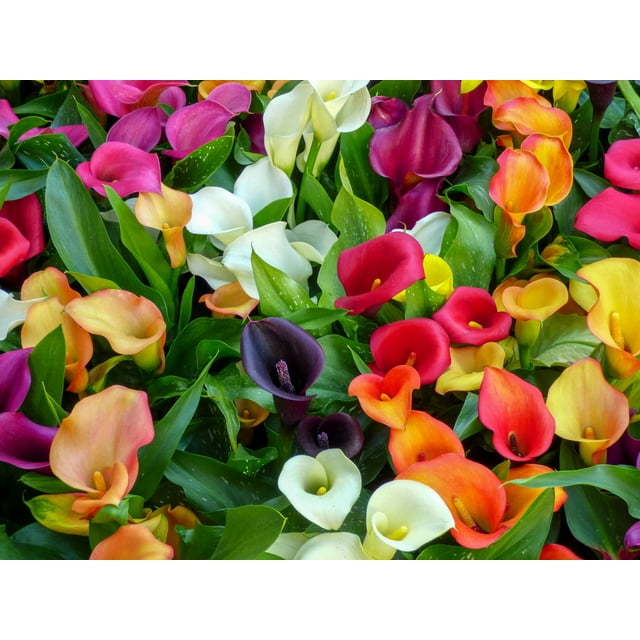 5 Seeds Mixed Colors CALLA LILY Zantedeschia spp Arum Lily Flower ...