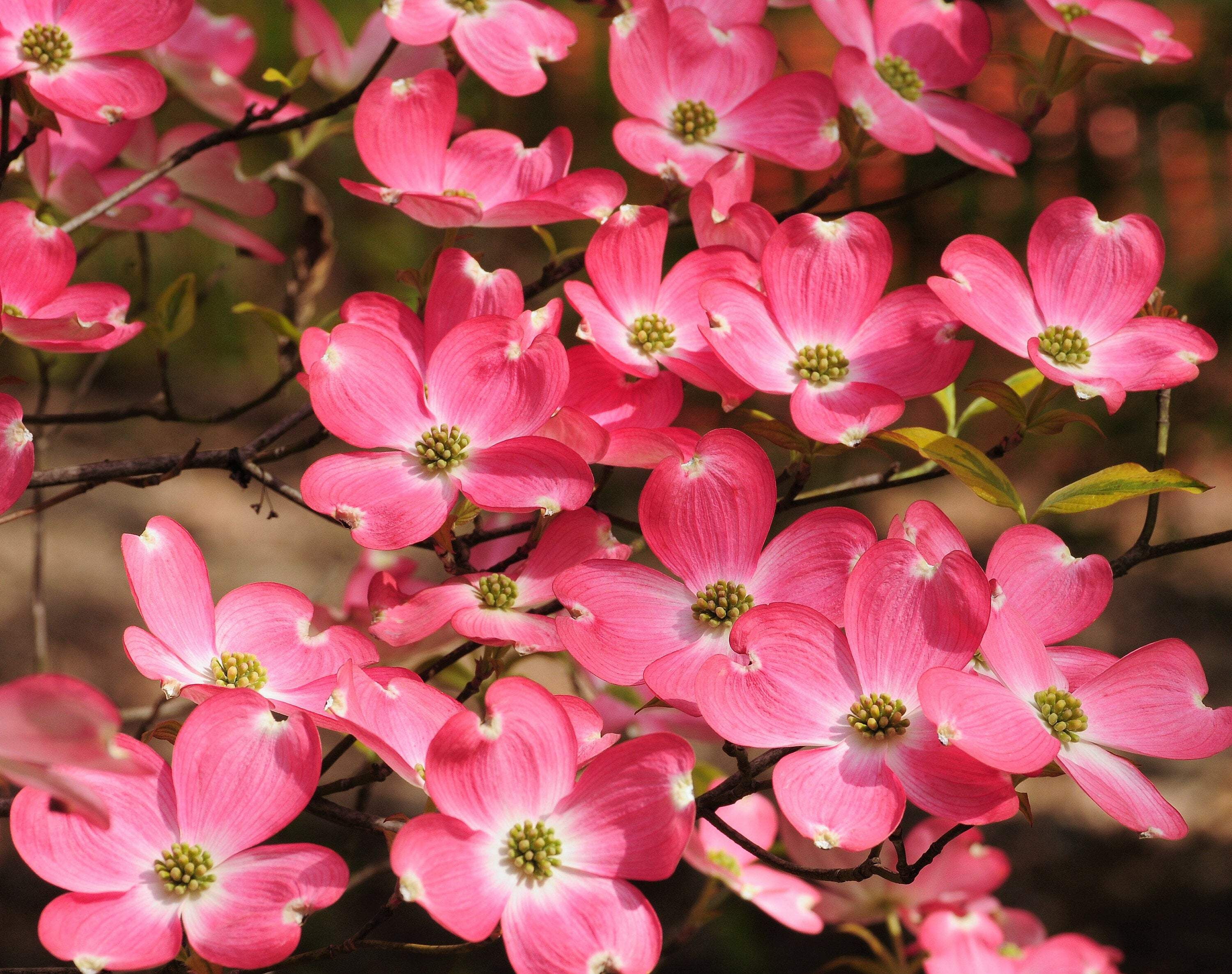 5 Seeds PINK FLOWERING DOGWOOD Tree Cornus Florida Rubra Native ...