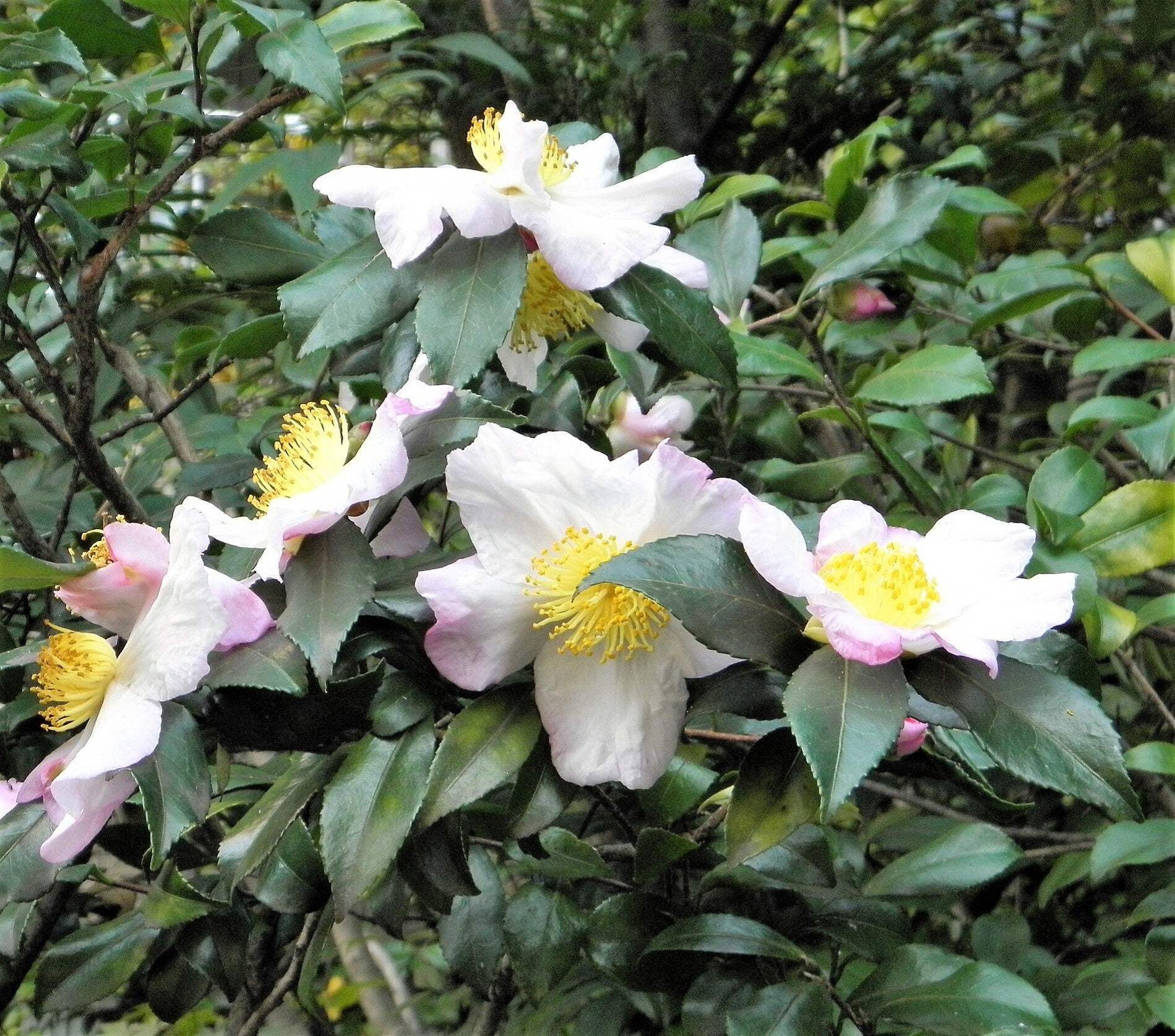 Seedville USA, 5 Tea Plant Seeds, Black and Green Tea, Camellia ...