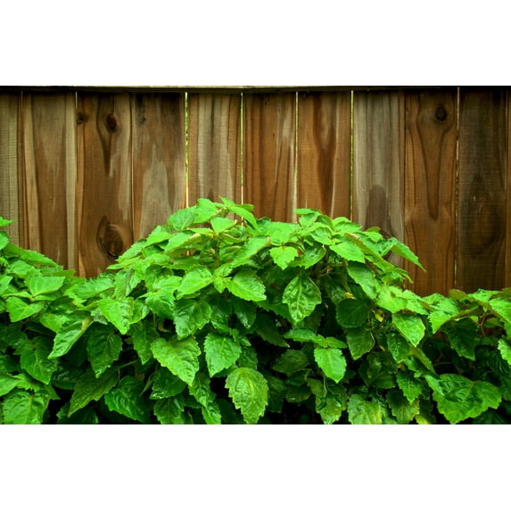 5 Pack True Patchouli Shrub Seeds, Fragrant Pogostemon Cablin Herb for ...