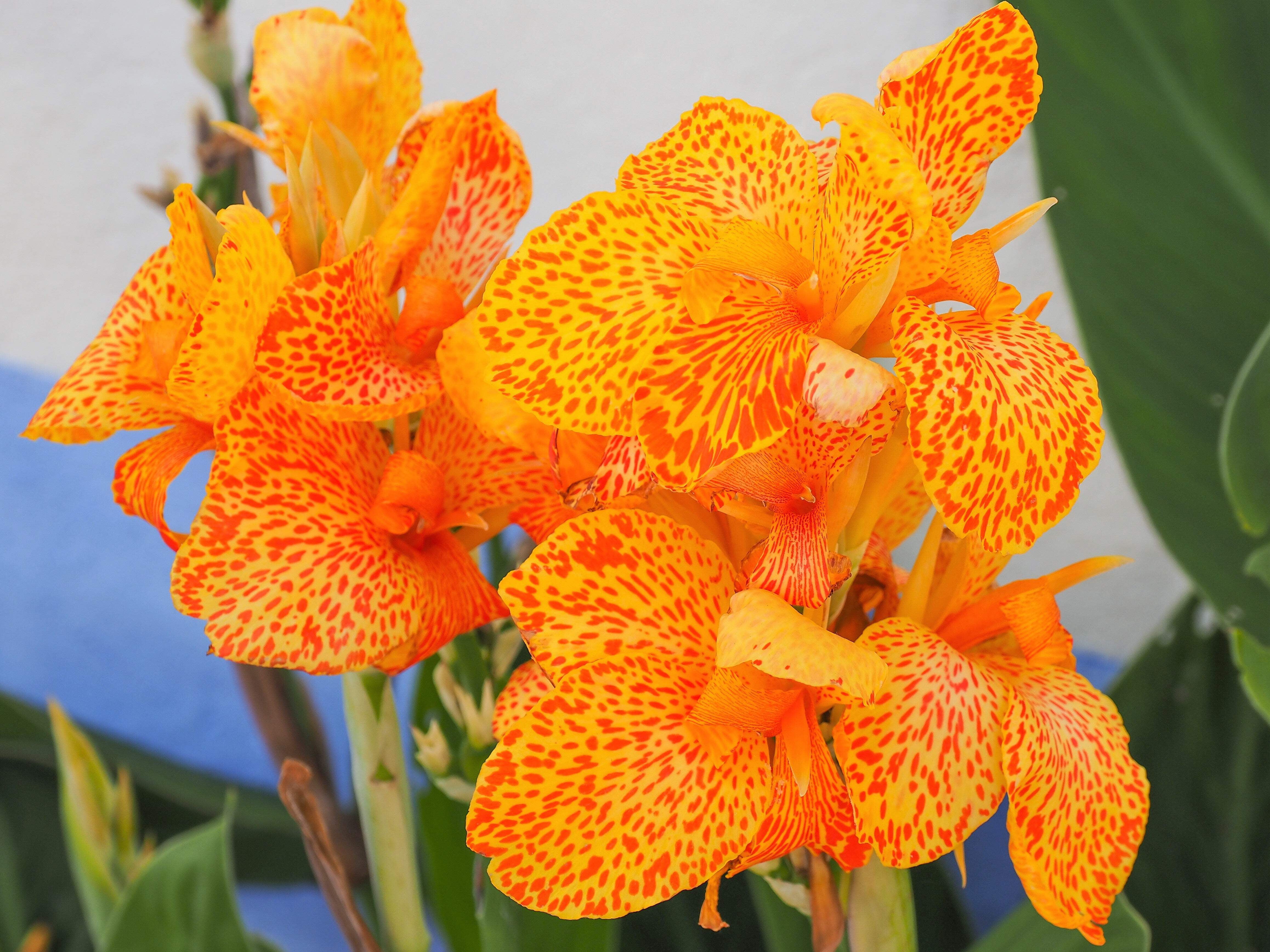 Perennial Yellow Canna Lily - 5 Indian Shot Canna Indica Flower Seeds ...