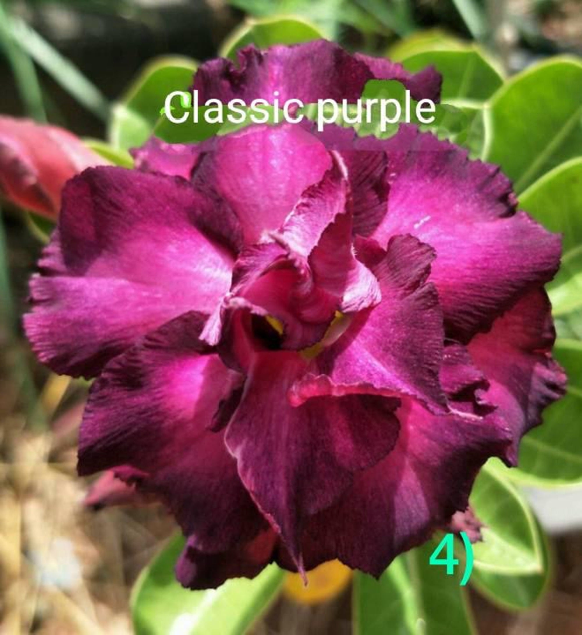 8 Classic Purple Desert Rose Seeds - Walmart.com