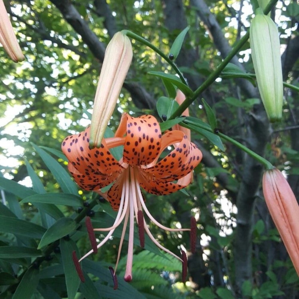 5 Small Turks Cap Lily Bulbs Roots, Orange Flower Plant Live, Suitable ...