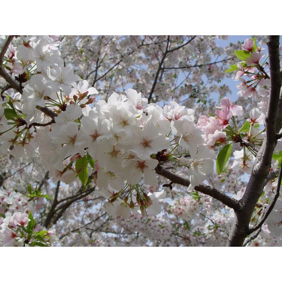 Cherry Blossom Seeds for Garden and Bonsai Planting | Patio & Garden