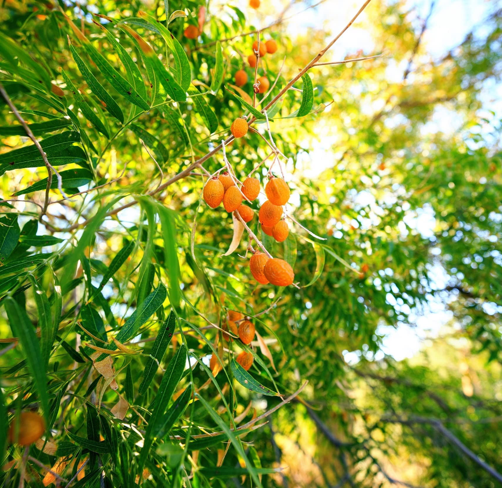 5 Soapberry Tree Seeds for Planting - Sapindus saponaria - Wingleaf ...