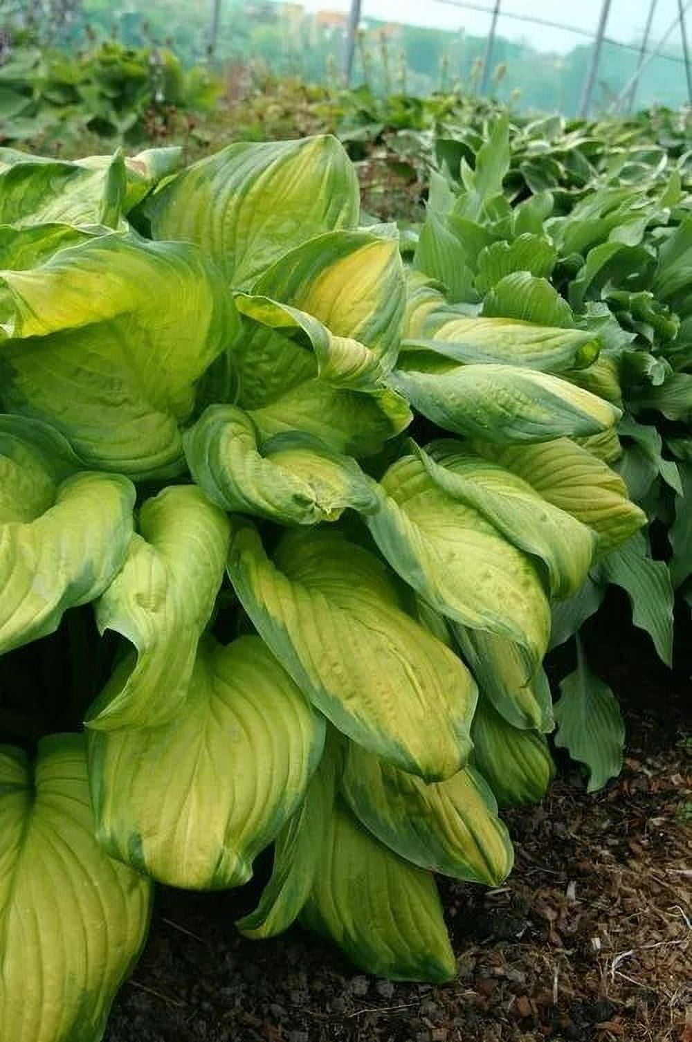 5 Stained Glass Hosta Bareroot - Walmart.com