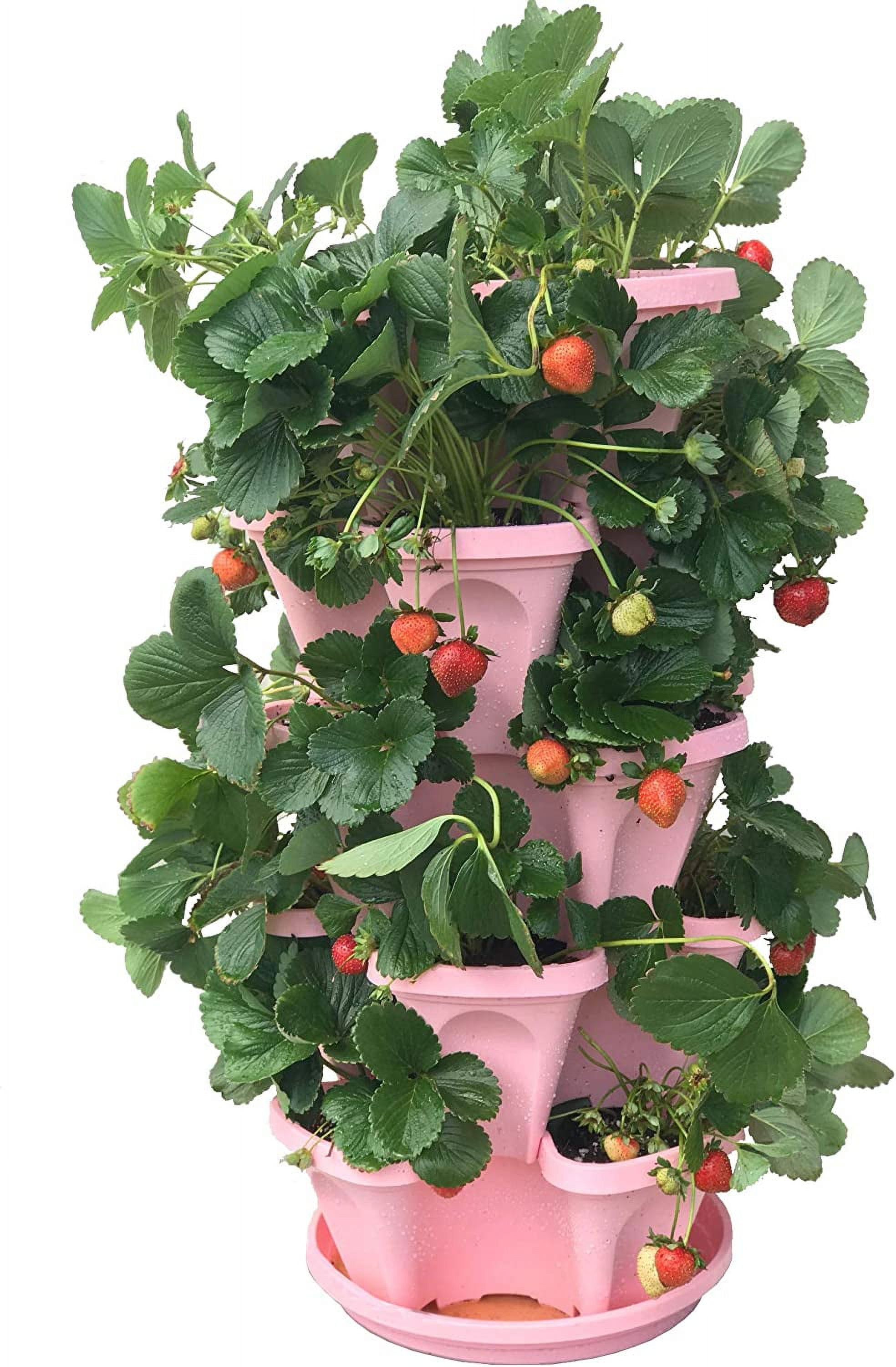5-Tier Pink Strawberry and Herb Garden Planter - Stackable Gardening ...