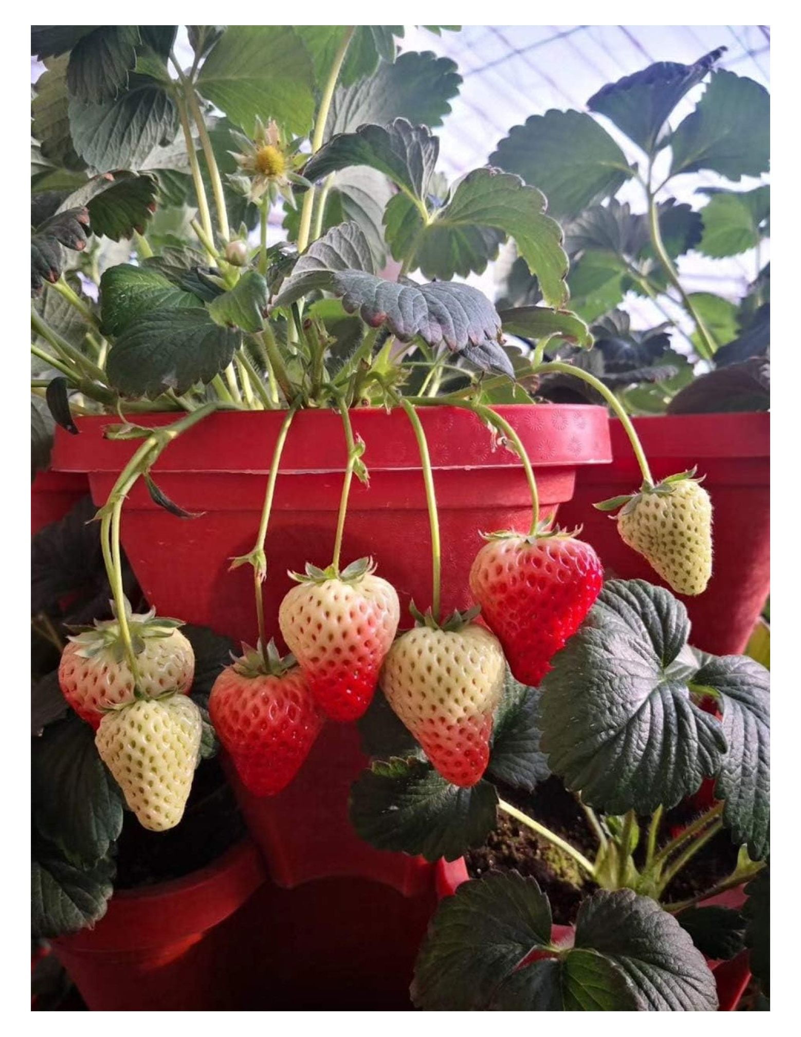 5-Tier Strawberry and Garden Planters 5@13x13x5.2 inch - 24 quart ...