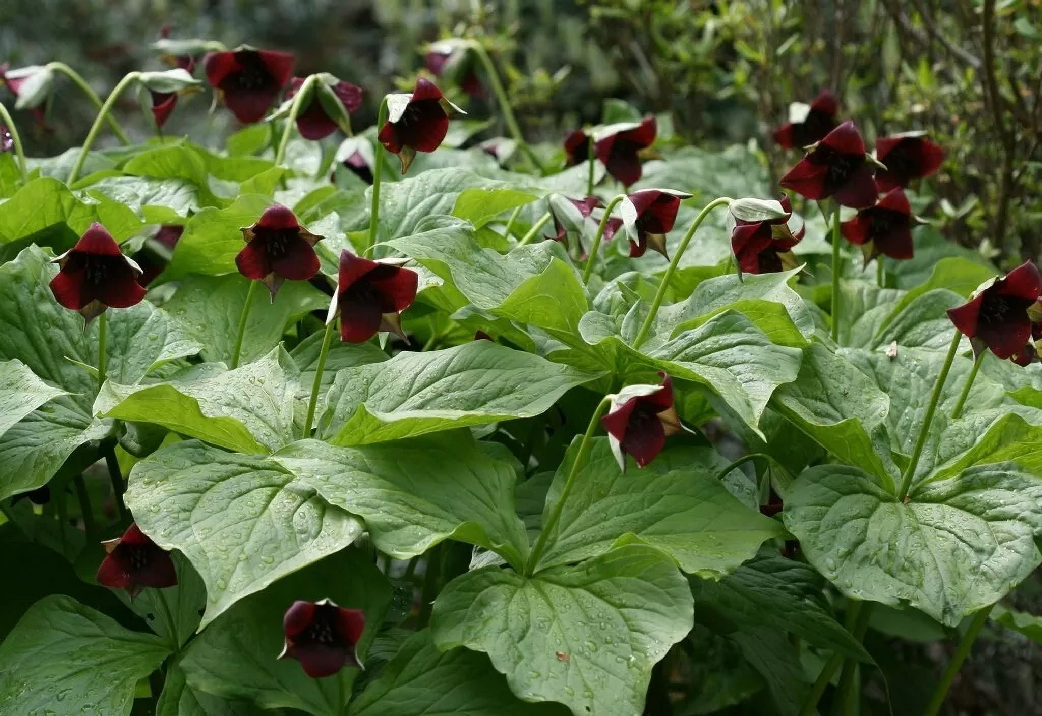 5 Trillium Sulcatum Bulbs - Barksdale's Trilliam - Furrowed Wake-robin ...