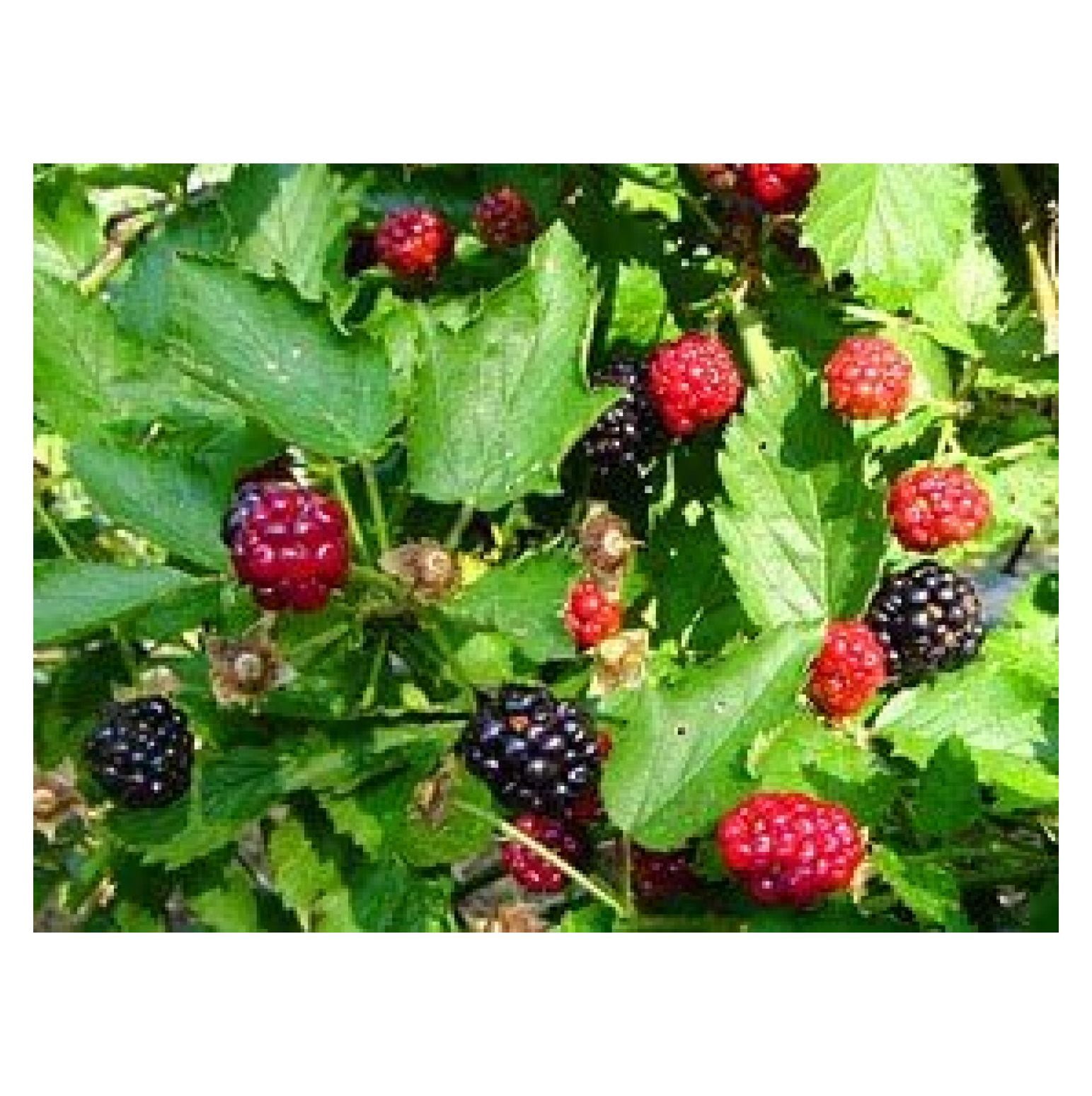 5 Triple Crown Thornless Blackberry Plants in 2.5 Inch Plugs. Gorgeous ...