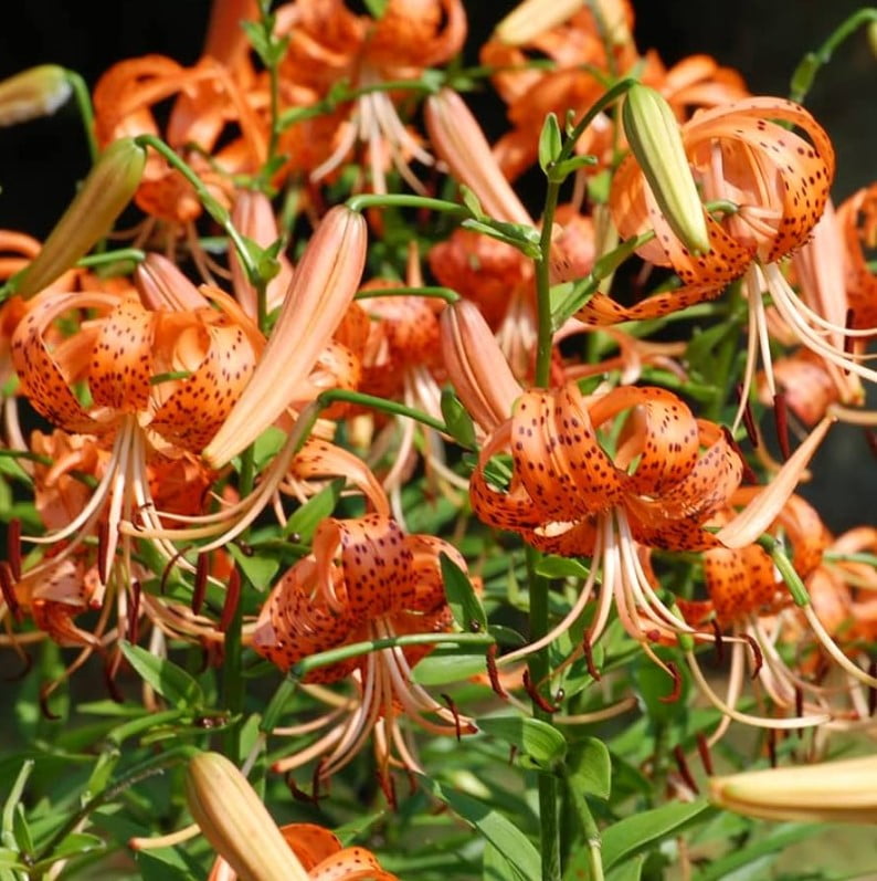 5 Turk's Cap Lily Bulbs for Planting - Lily Superbum - Orange Flowering ...