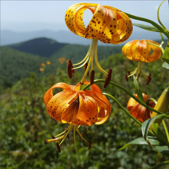Tiger Lily Plants