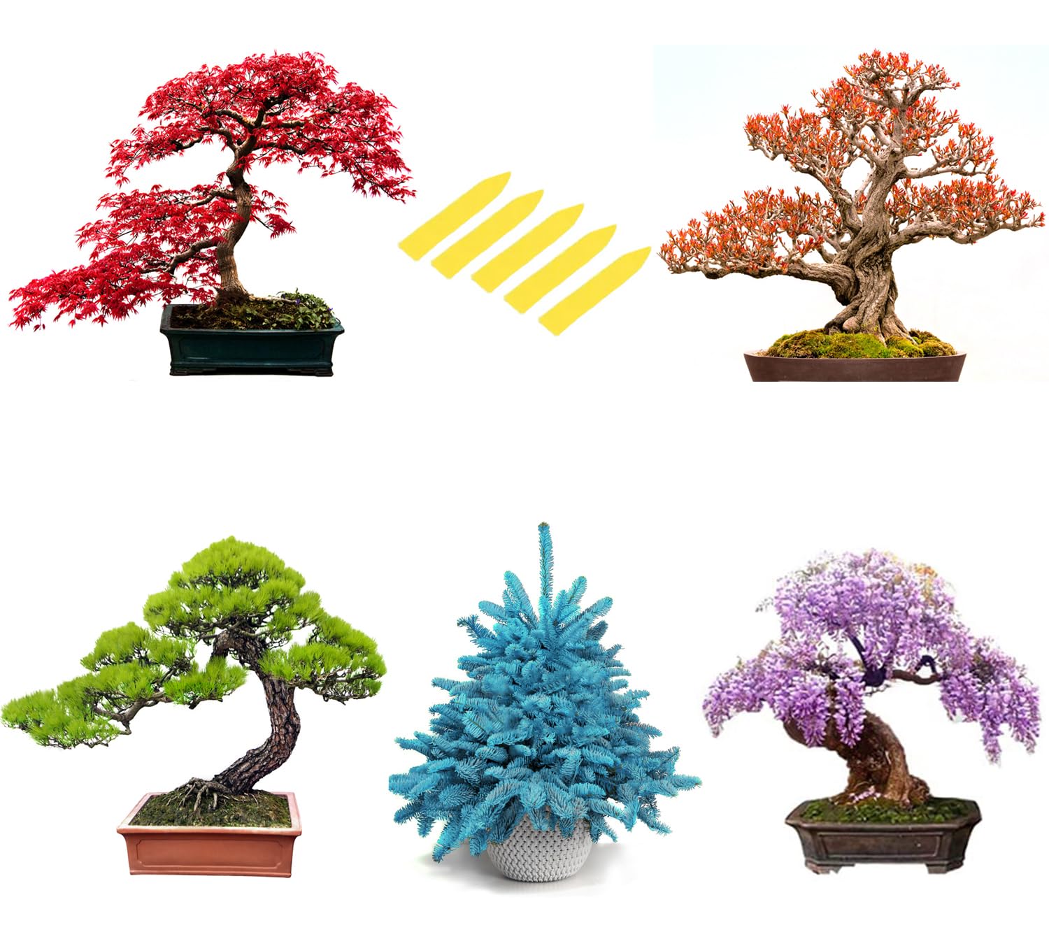 5 Types Bonsai TWE5 Tree Kit, Wisteria, Black Pine, Blue Spruce, Red ...
