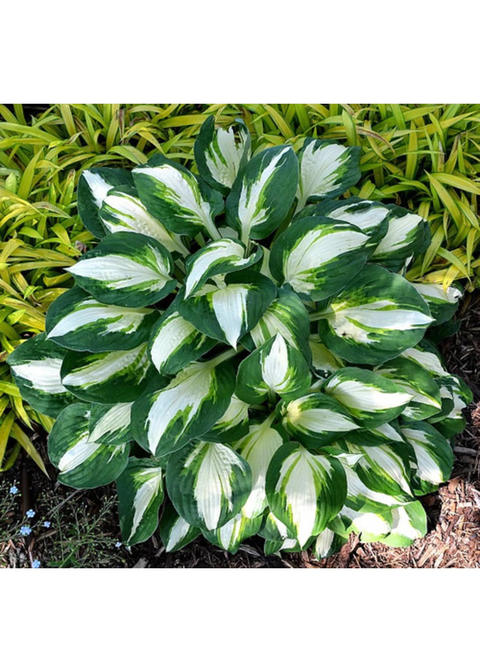 5 Vulcan Hosta Bareroot - Walmart.com