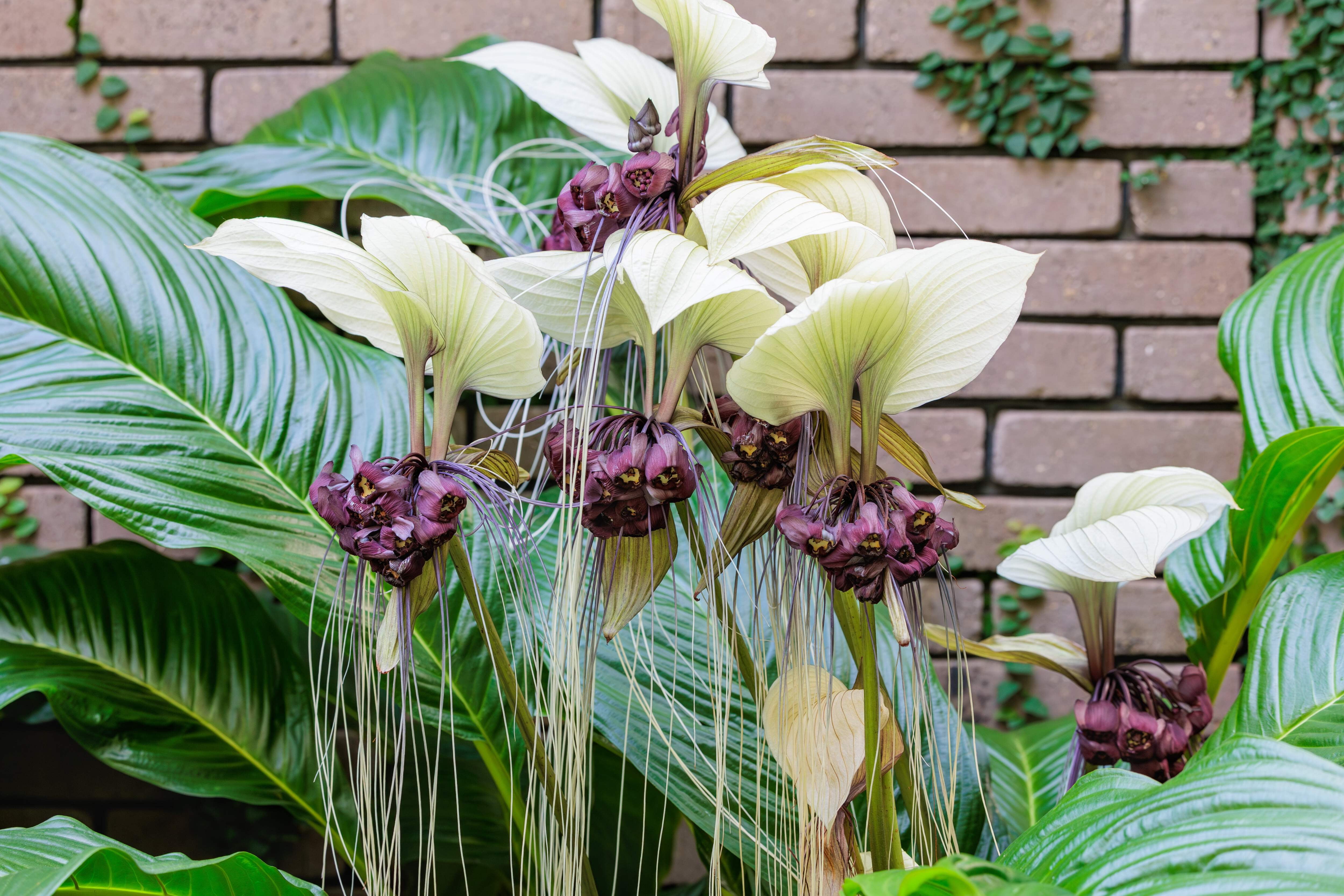 5 WHITE BAT FLOWER Tacca Integrifolia Nivea Bat Head Lily Flower Seeds ...