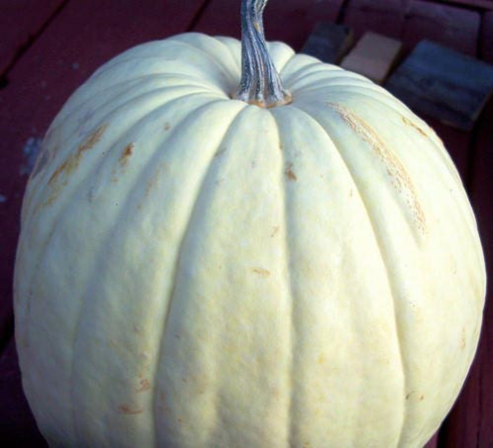 5 Seeds WHITE CASPER PUMPKIN White Skin Orange Flesh Cucurbita Maxima ...