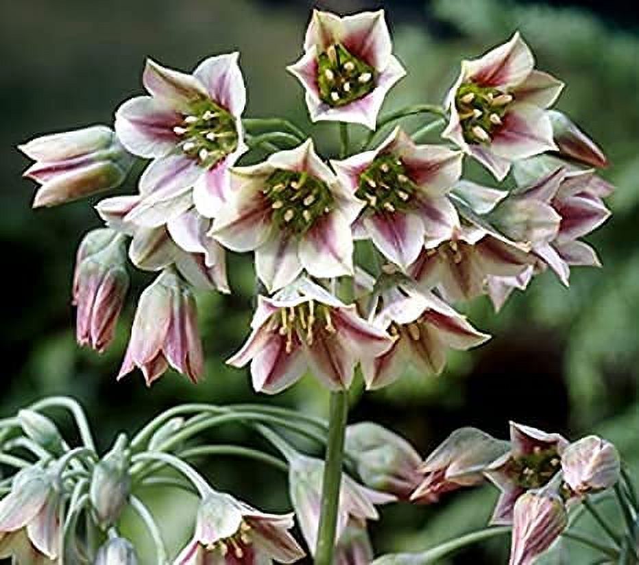 5 Weeping Allium Bulbs for Planting - Exotic Nectaroscordum Allium ...
