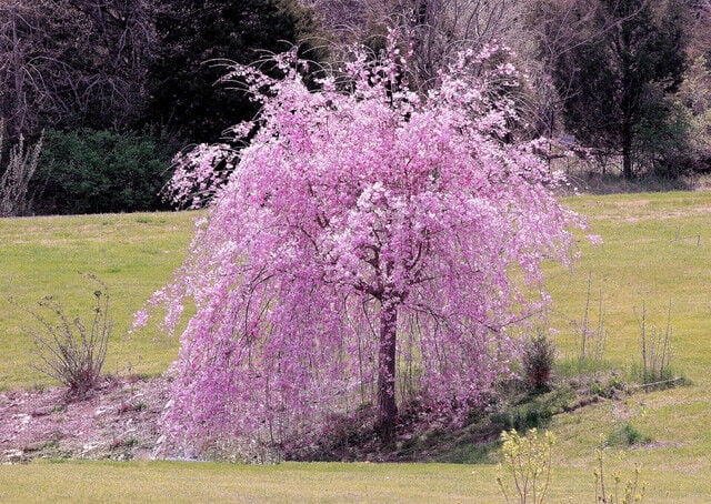 5 Weeping Purple Cherry Tree Seeds - Walmart.com