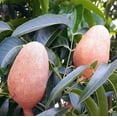 5 West Indies Mahogany Seeds to Plant - Highly Valued Lumber - Walmart.com