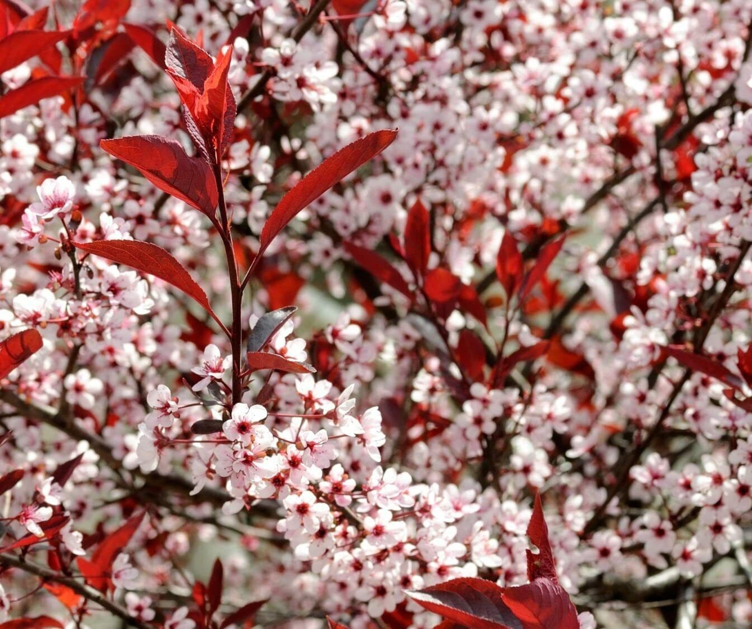 5 Western Sand Cherry Tree Seeds - Walmart.com