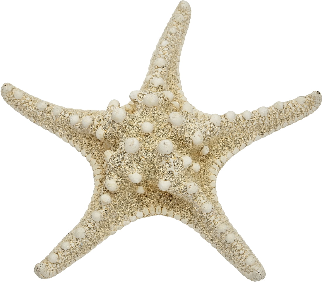 5 White Knobby Star Fish Armoured Sea Star Shells Craft 8-10" (Set of 5 ...
