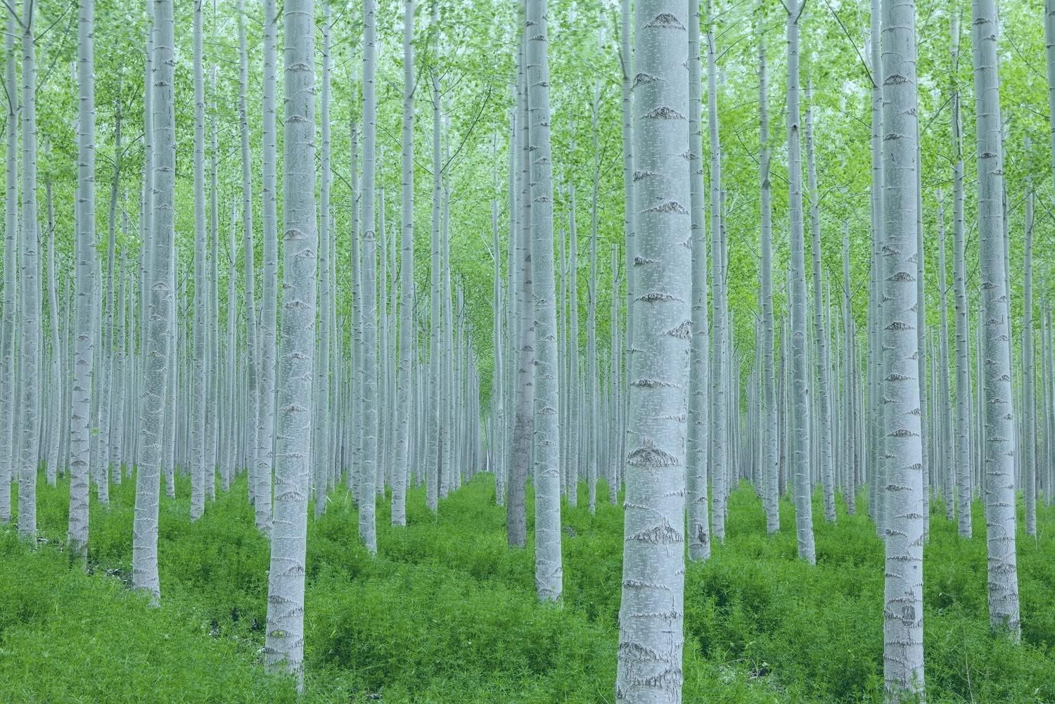 5 White Poplar Tree Cuttings for Planting - Great for Privacy, Wind ...