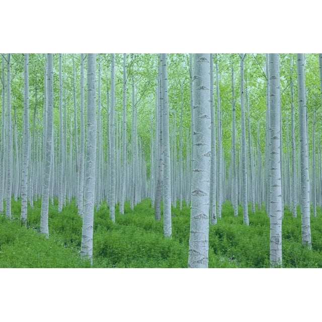 5 White Poplar Tree Cuttings for Planting - Great for Privacy, Wind ...