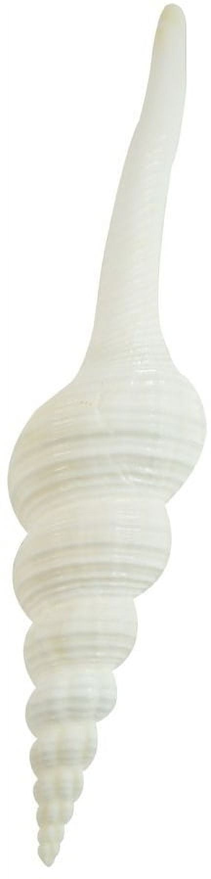 5 White Spindle Shells 5-6" (Set of 5) - Walmart.com