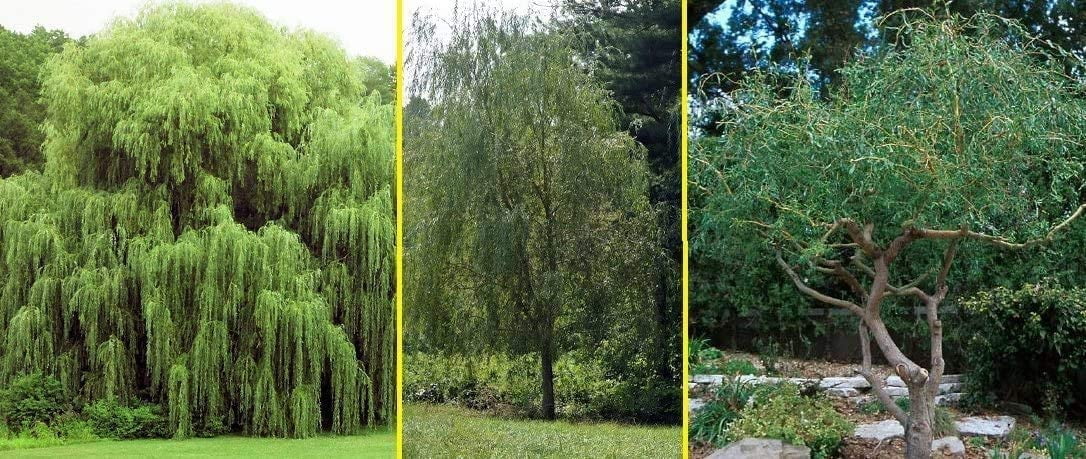 5 Beautiful Willow Trees Ready to Plant: 2 Austree Hybrid, 2 Weeping ...