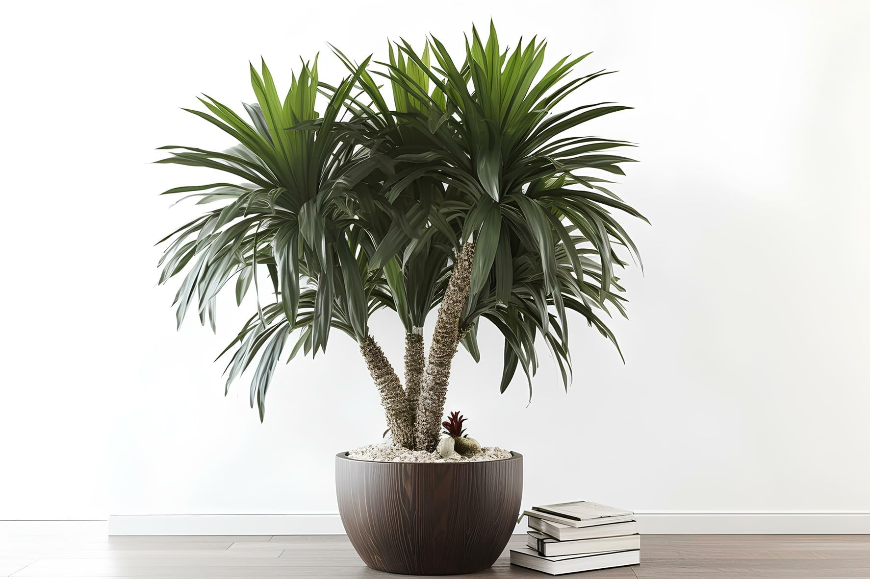 5 Windmill Palm Bonsai Tree Seeds - Does Well Indoors - Walmart.com