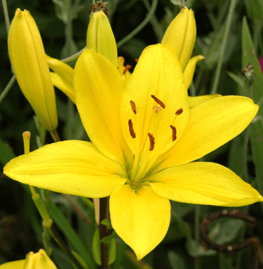 5 Yellow County Lily Bulbs - Walmart.com