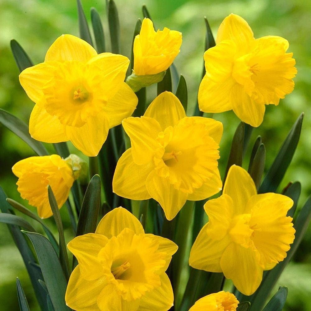 5 Large Yellow Daffodil Bulbs - Narcissus, Ideal for Partial Sun/Shade ...