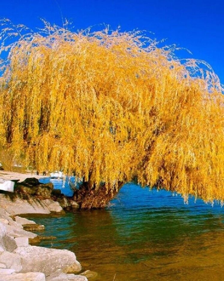 Terrific Weeping Willow Seeds Photos