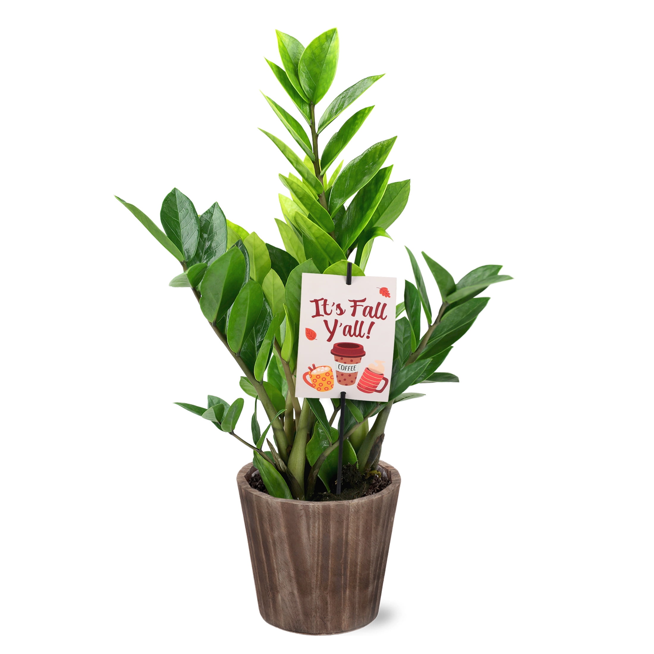 5" ZZ Plant in Wilson Brown Planter – It’s Fall Y’all - Walmart.com