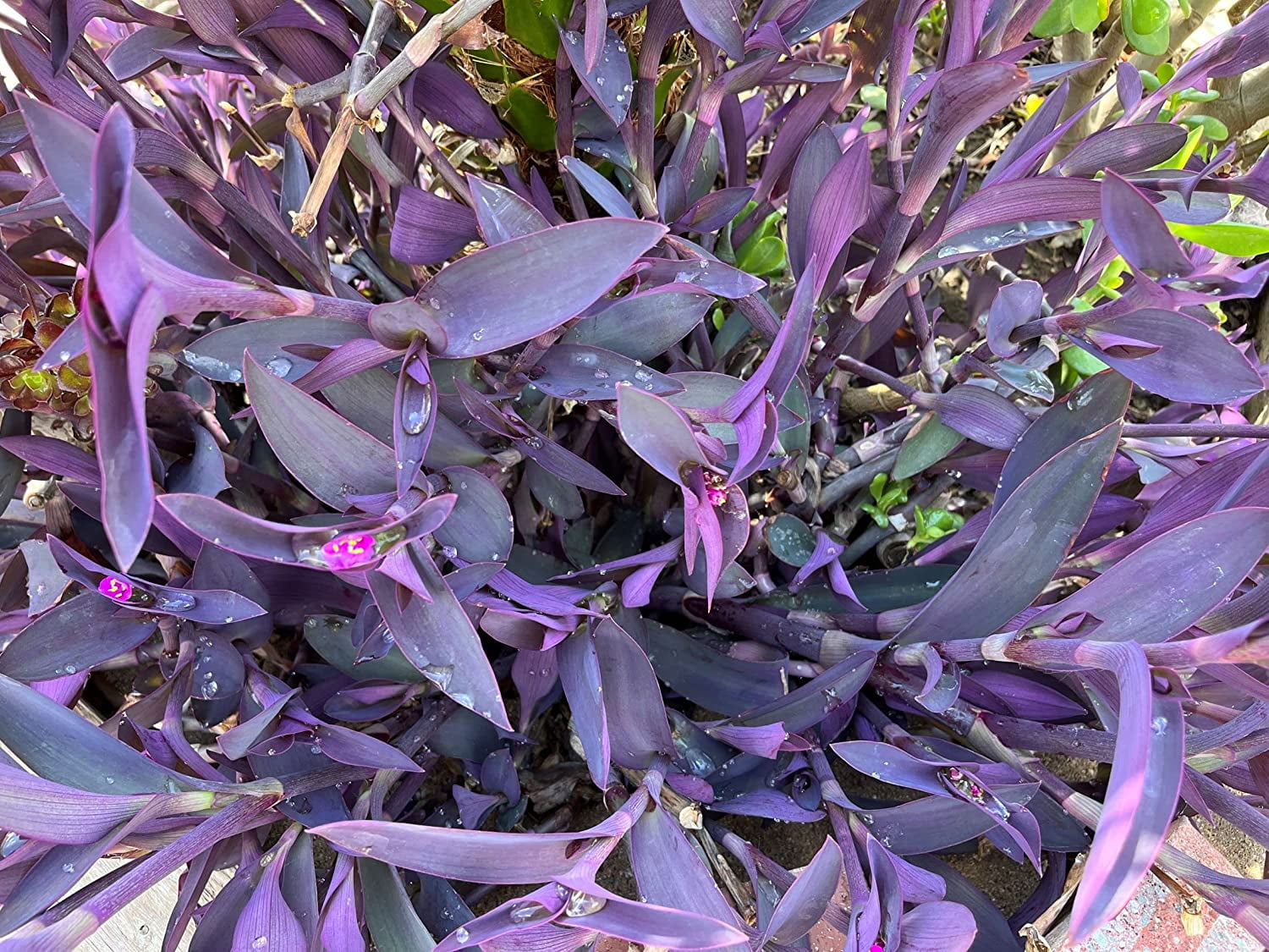 "5 Purple Heart Wandering Jew Cuttings, Tradescantia Pallida Purpurea ...