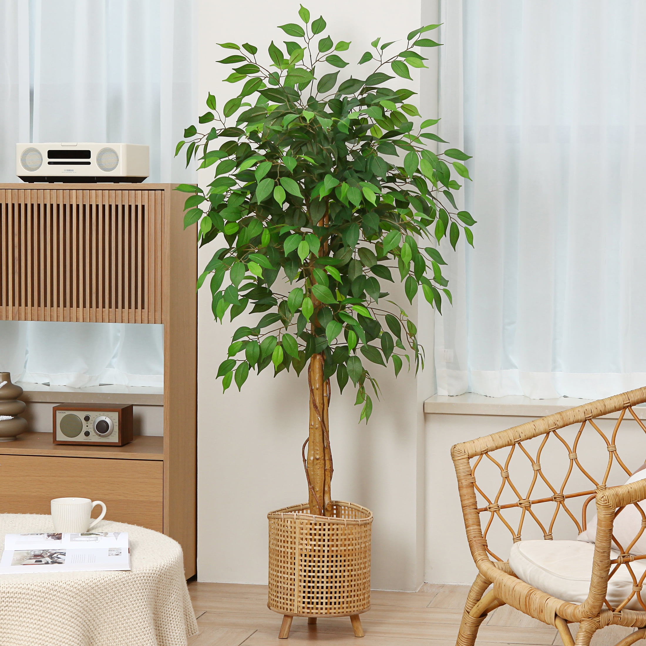 Real Indoor Ficus Tree