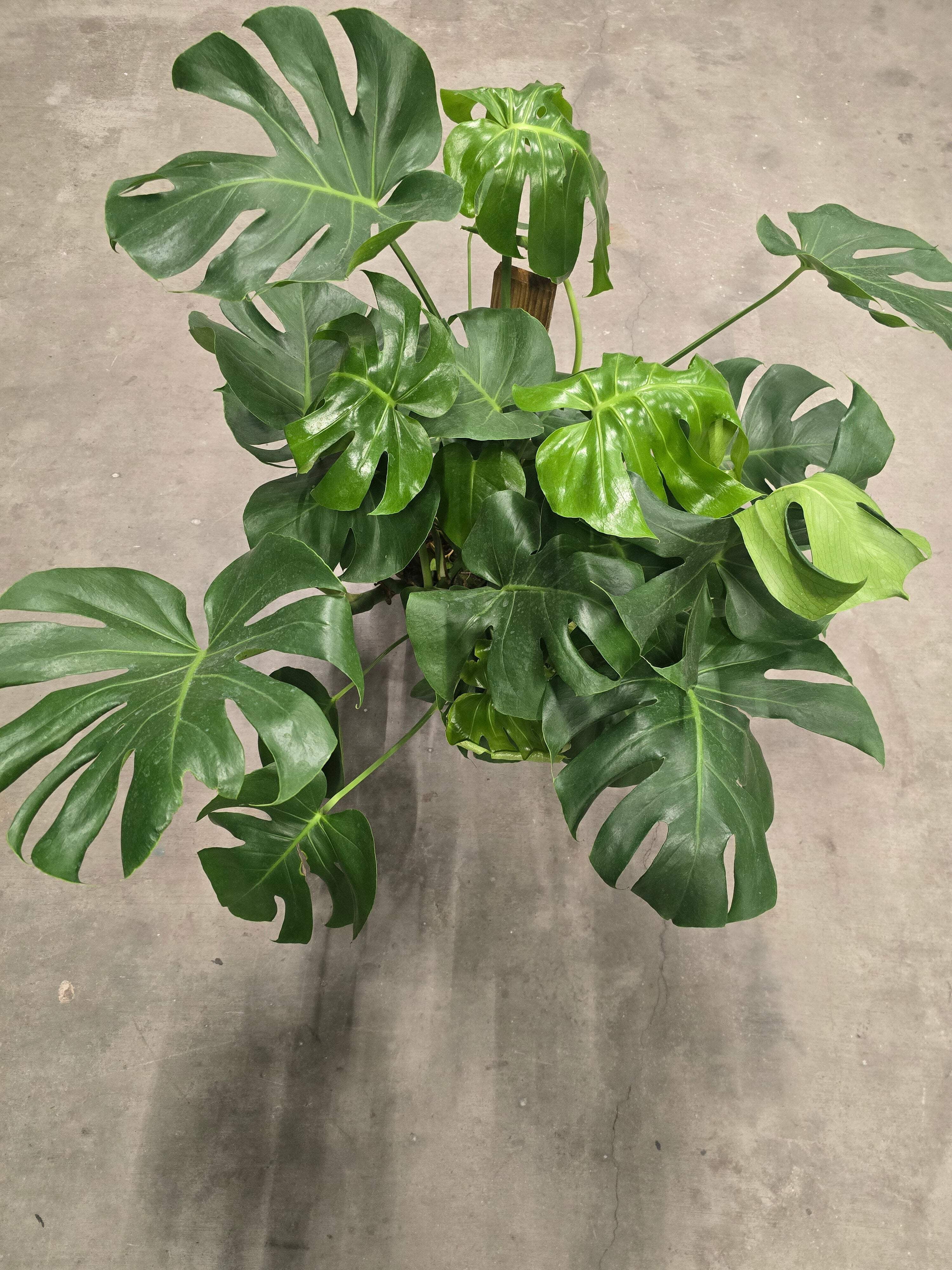 5 gal Pot- Monstera Green big PLANT 3.5ft tall Multiple stemps-Air ...
