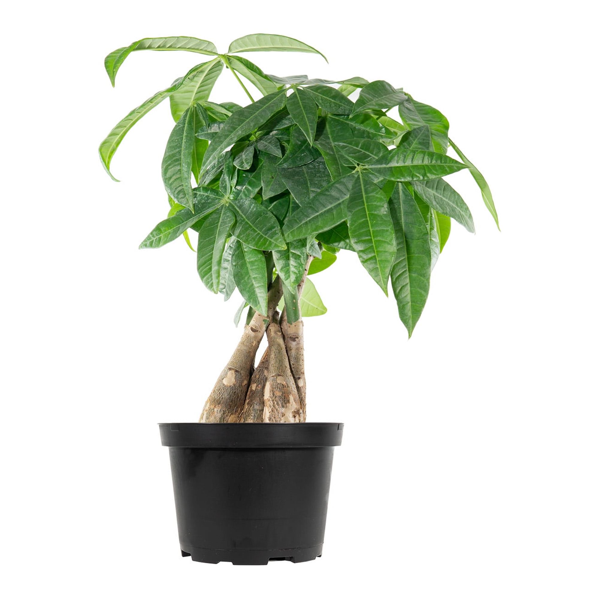 Tropical House Plant Tree