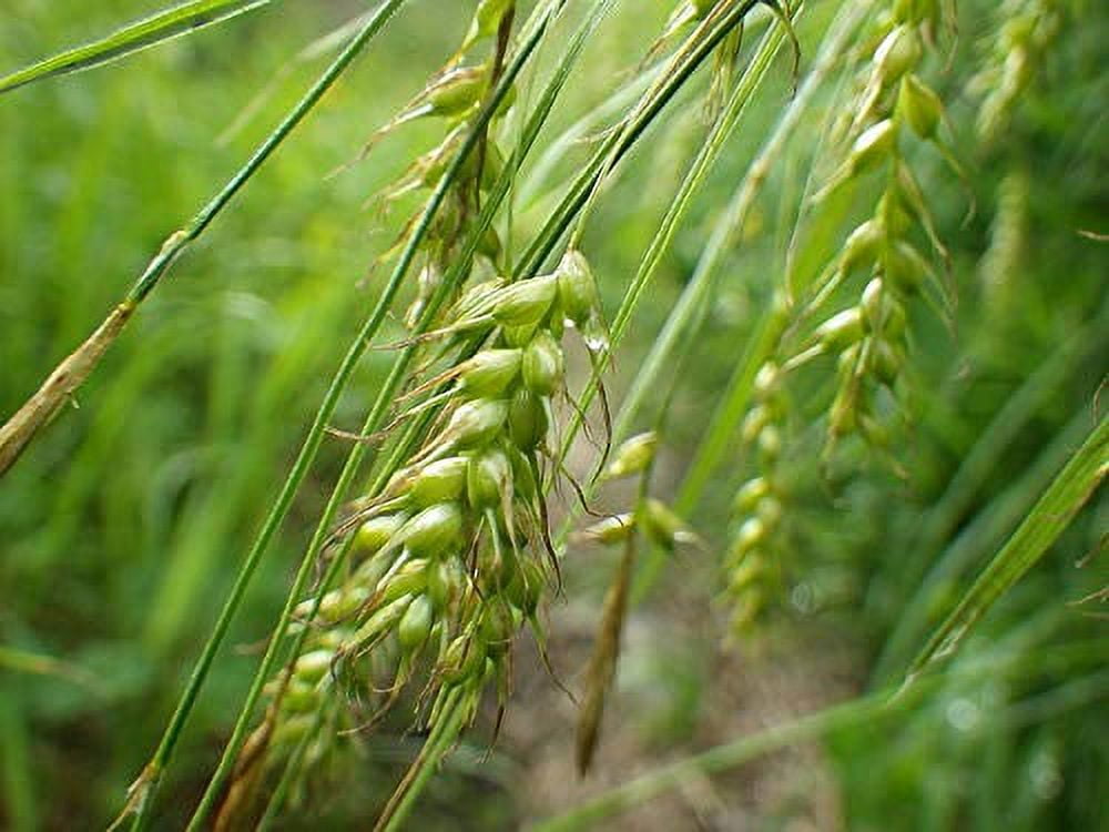 5 lb Winter Wheat Seeds, Food Plot Seed, Turkey, Deer, Garden Seeds ...